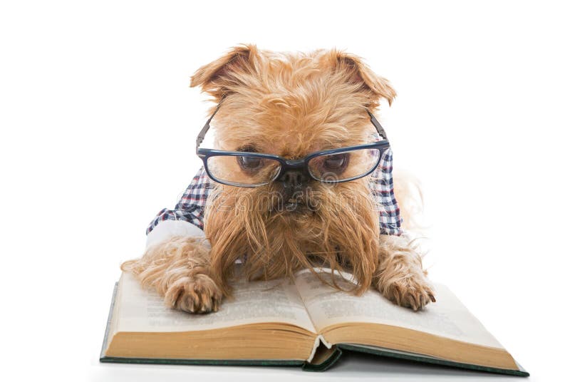 Perro Serio En Vidrios Que Lee Un Libro Foto de archivo - Imagen de ...