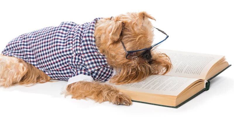 Perro Serio En Vidrios Que Lee Un Libro Foto de archivo - Imagen de ...
