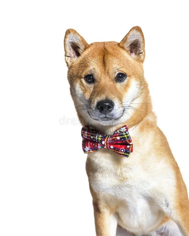 Perro Shiba Inu Con Corbata De Arco Aislado En Blanco Foto de archivo ...