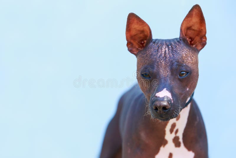 Perro Sin Pelo Mexicano De Raza De Perro Foto de archivo - Imagen de ...