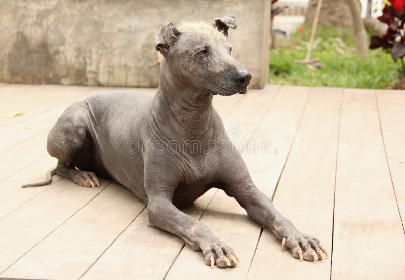 Perros peruanos foto de archivo. Imagen de fondo, animal - 40091710