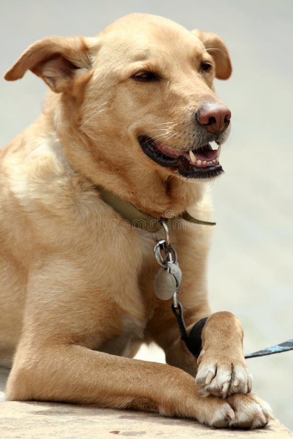 Perro sonriente foto de archivo. Imagen de dorado, pelo - 14673644