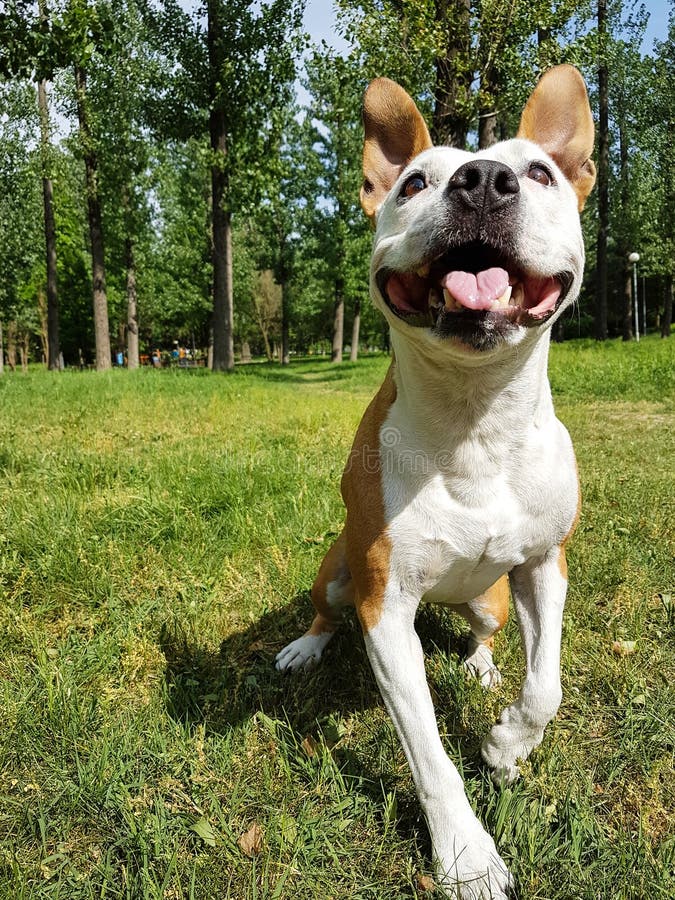 Perro sonriente dulce foto de archivo. Imagen de alegre - 119111898