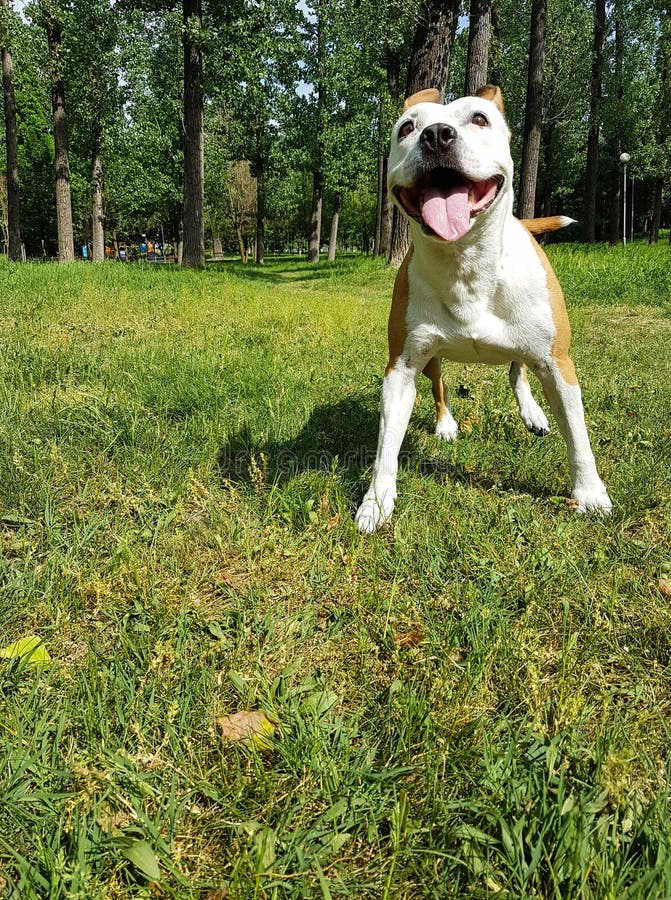 Perro sonriente dulce foto de archivo. Imagen de alegre - 119111898