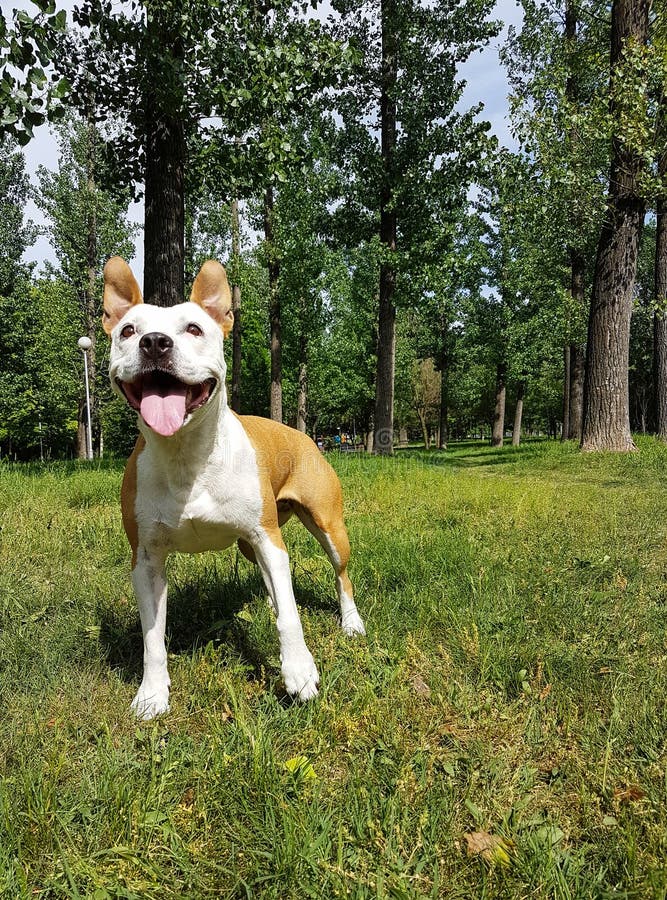 Perro sonriente dulce foto de archivo. Imagen de alegre - 119111898
