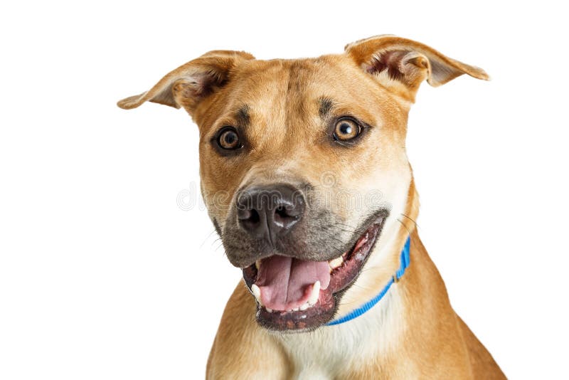 Perro Sonriente Feliz De Brown Del Primer Foto de archivo - Imagen de ...