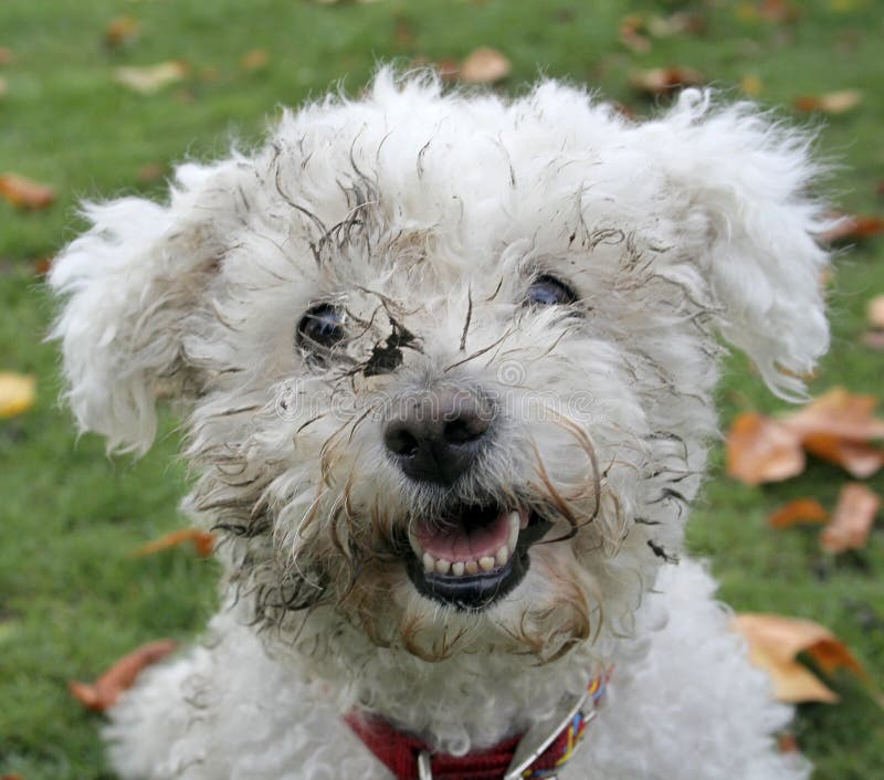 Perro sucio imagen de archivo. Imagen de mascota, asqueroso - 292671