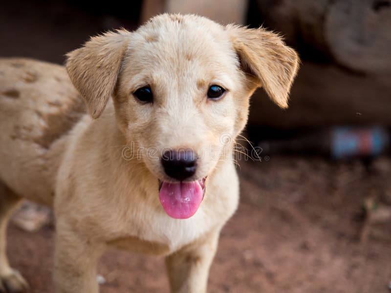 Perro sucio foto de archivo. Imagen de mascota, sobresaliente - 53929110