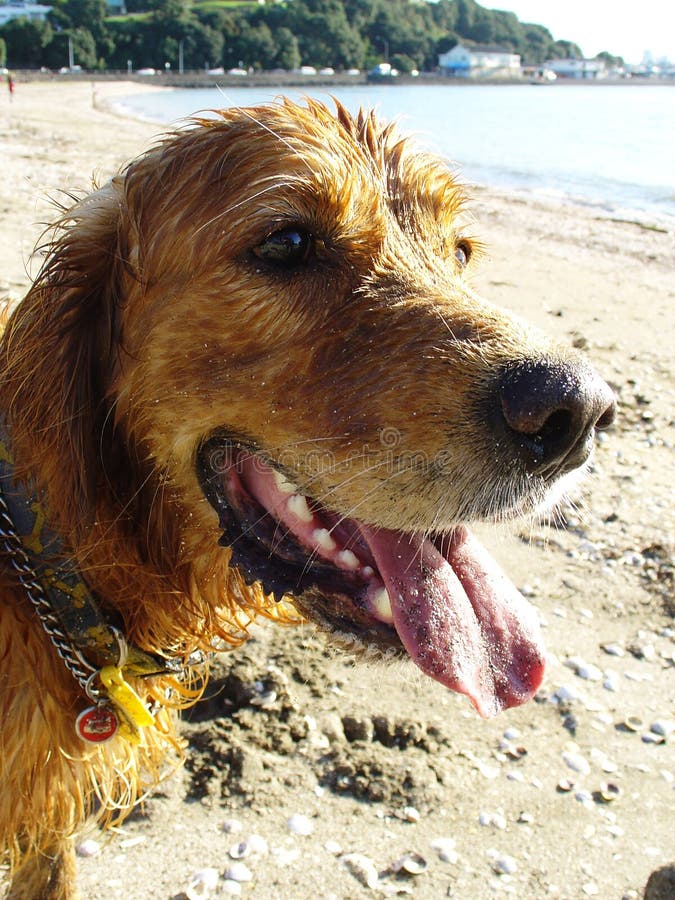 Perro sucio imagen de archivo. Imagen de dorado, amigo - 5752021