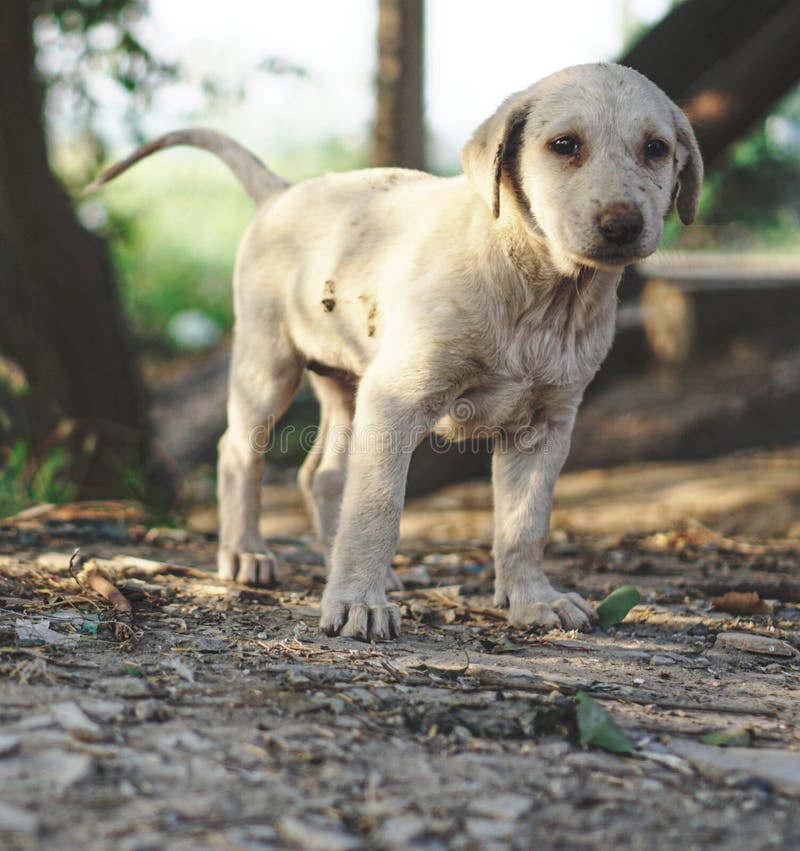 Perrito mojado sucio foto de archivo. Imagen de perrito - 23138214