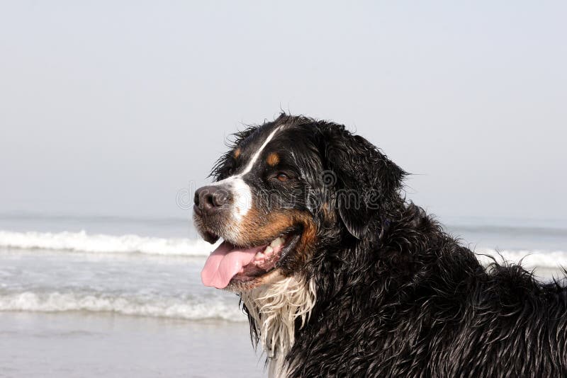 Perro suizo imagen de archivo. Imagen de negro, perro, casta - 739893