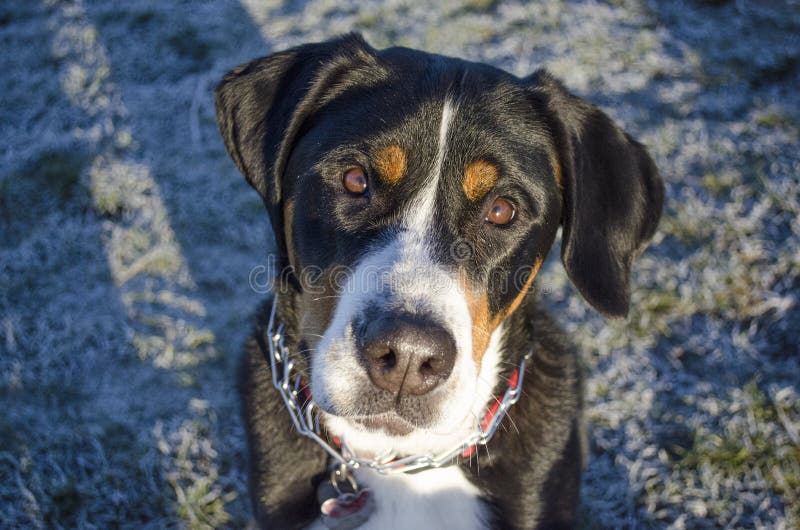 Perro suizo de la montaña imagen de archivo. Imagen de parque - 63851683