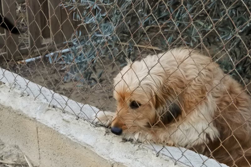 2,392 Sumiso Fotos de stock - Fotos libres de regalías de Dreamstime