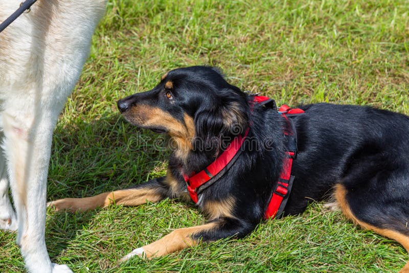 Perro Sumiso Mirando Hacia Arriba Imagen de archivo - Imagen de hermoso ...