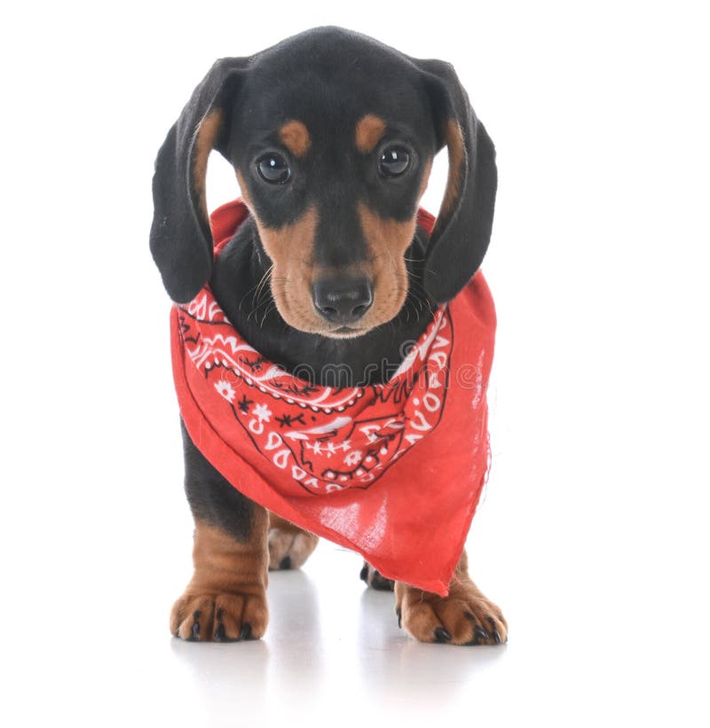 Perro Tímido Que Se Mueve Adentro Para Una Mirada Imagen de archivo ...