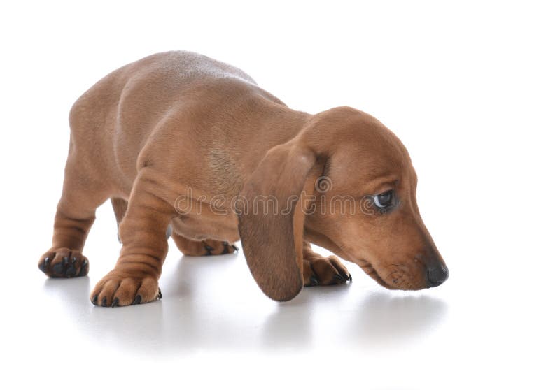 Perro Tímido Que Se Mueve Adentro Para Una Mirada Foto de archivo ...