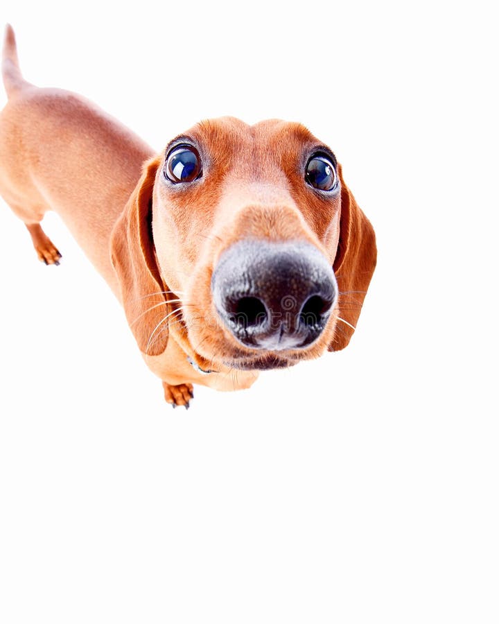 Perro tonto foto de archivo. Imagen de amplio, perrito - 21491198