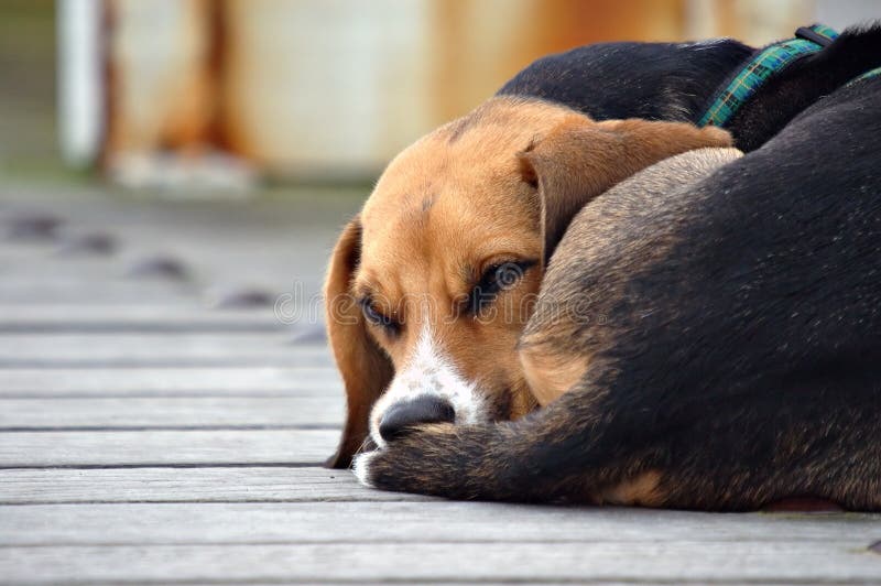 Perro tonto imagen de archivo. Imagen de mascota, desmoronamiento - 625045
