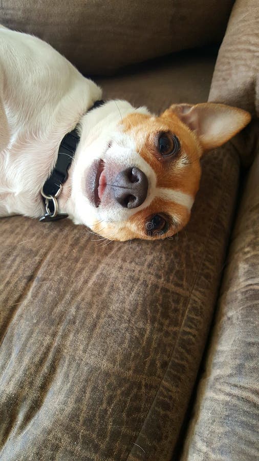 Perro Tonto Que Disfruta De Vida Foto de archivo - Imagen de divertido ...