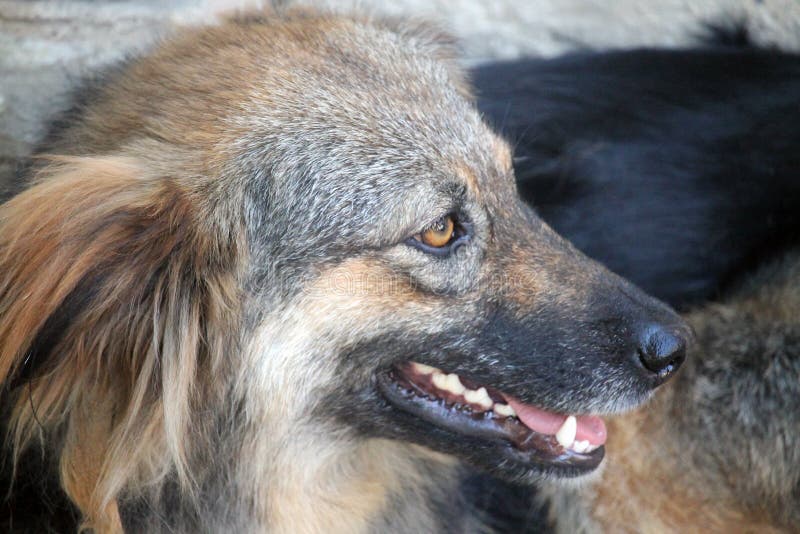 Perro triste imagen de archivo. Imagen de nariz, abrigo - 103574501