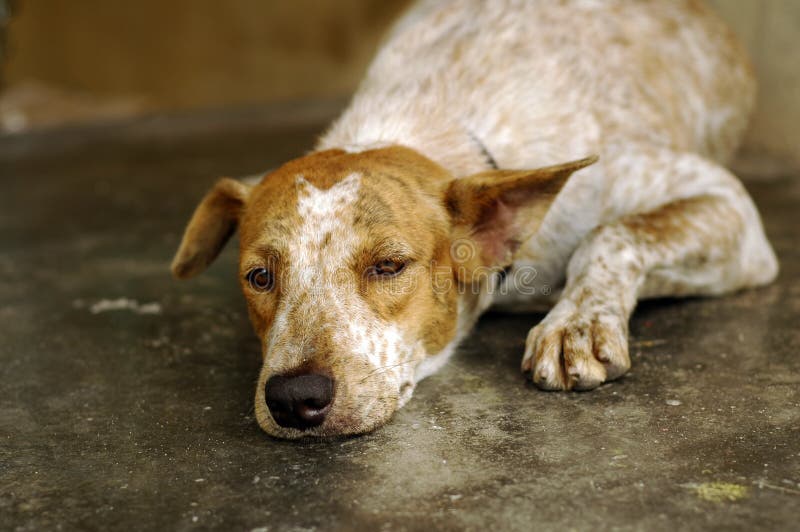 Perro triste imagen de archivo. Imagen de negligencia - 2805457