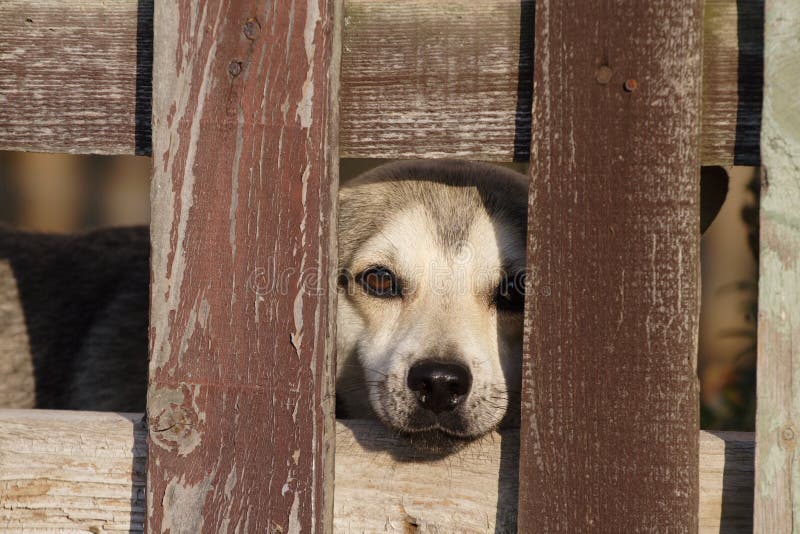 Perro triste imagen de archivo. Imagen de lindo, nariz - 3653593