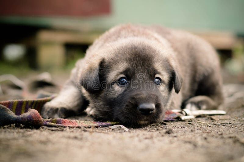 Perro triste foto de archivo. Imagen de facial, doméstico - 43416442
