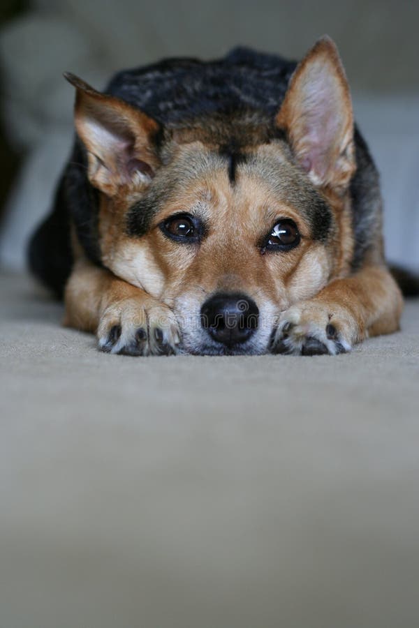 Perro triste foto de archivo. Imagen de rizado, spaniel - 4686132