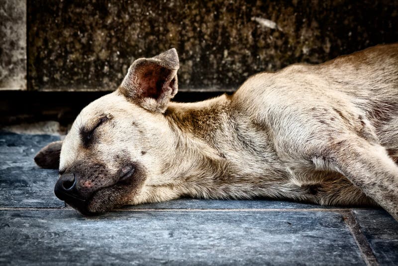 Perro Abandonado Triste Viejo Foto de archivo - Imagen de mezclado ...