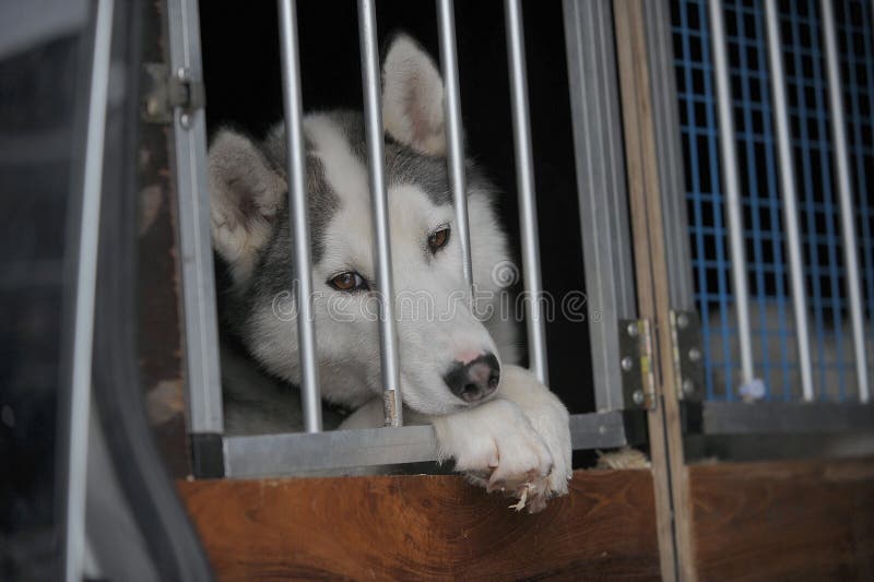 Perro triste en perrera foto de archivo. Imagen de adorable - 32031096