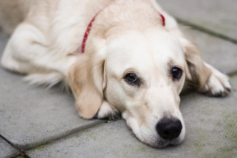 Perro Triste Que Miente En La Tierra Foto de archivo - Imagen de tierra ...