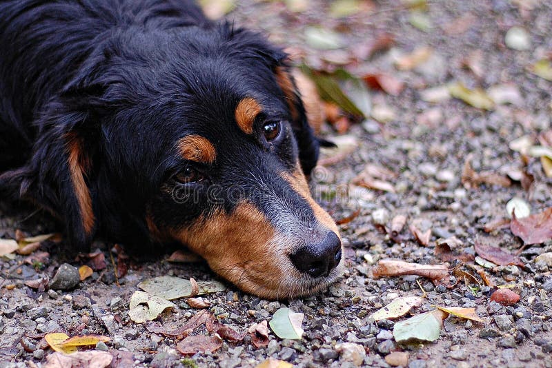 Perro Triste Que Se Acuesta Imagen de archivo - Imagen de mirada ...