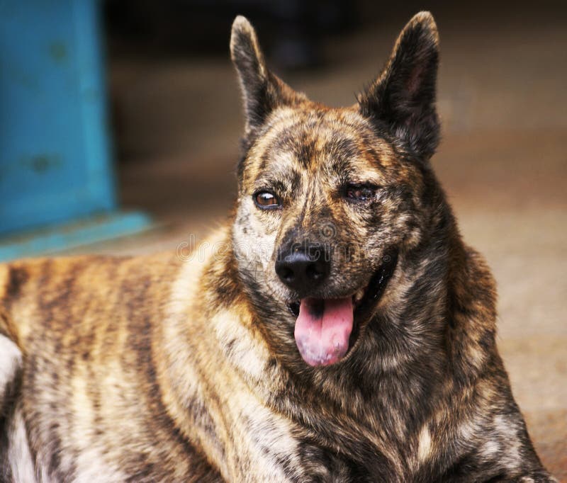Perro tuerto foto de archivo. Imagen de madera, mezclado - 31642204
