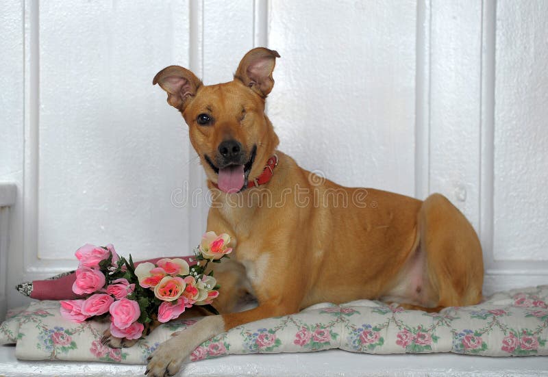 Perro tuerto imagen de archivo. Imagen de exquisito, doméstico - 40081943