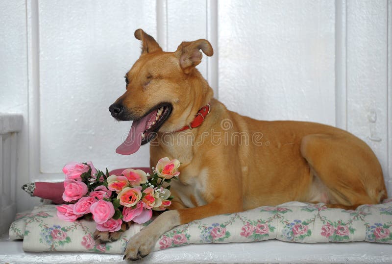 Perro tuerto imagen de archivo. Imagen de casta, delicioso - 40082405