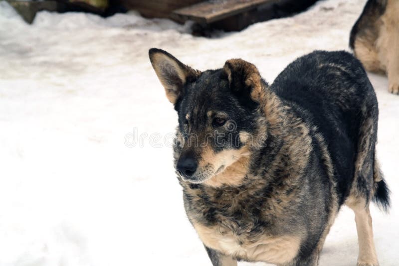 Perro tuerto al aire libre foto de archivo. Imagen de nadie - 138543594