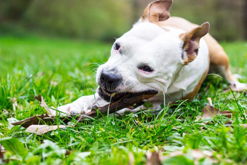 Perro Tumbado Y Masticando Palo De Madera Foto de archivo - Imagen de ...