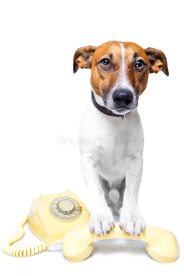 Perro Usando Un Teléfono Amarillo Foto de archivo - Imagen de operador ...