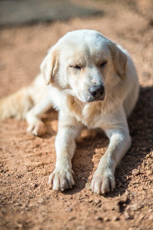 Perro Vagabundo Que Se Agacha Foto de archivo - Imagen de sucio ...