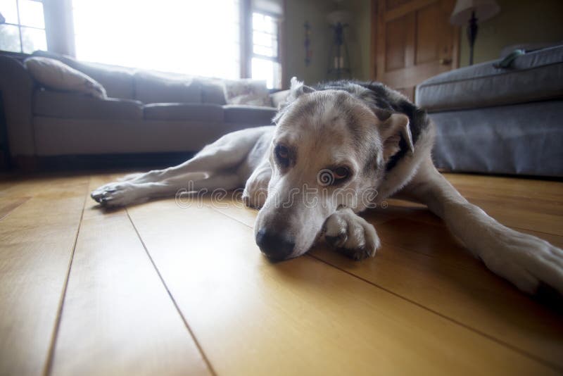 El Perro Es Cansado De Ajedrez Foto de archivo - Imagen de durmiendo ...