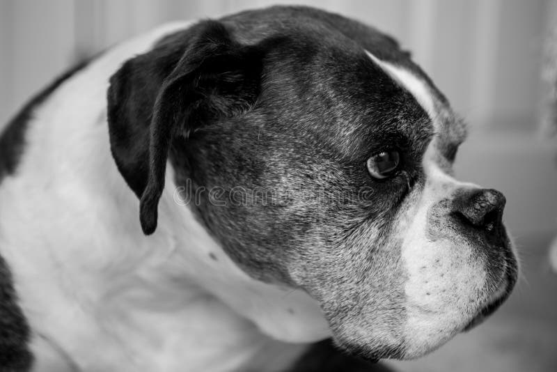 Perro viejo del boxeador foto de archivo. Imagen de animal - 34576118