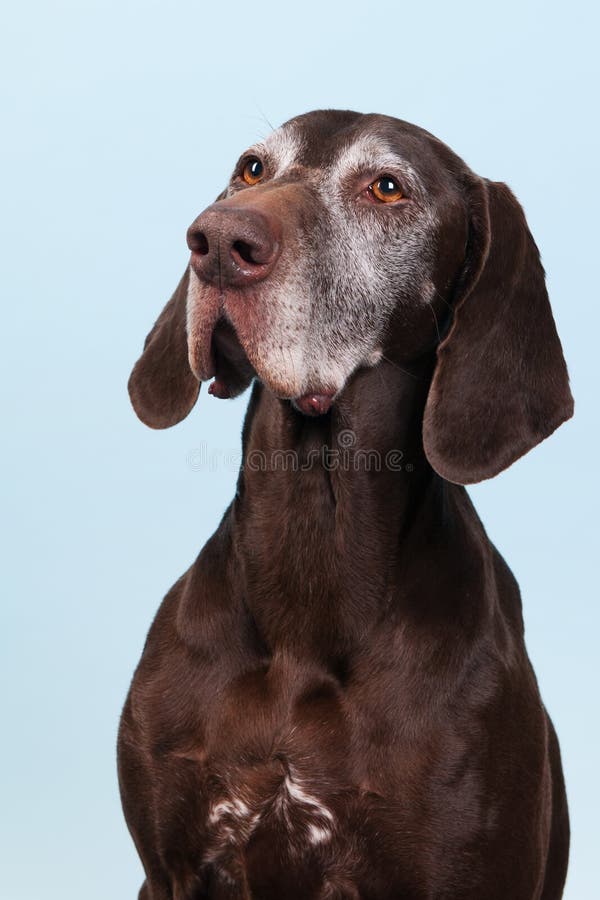 Perro viejo del retrato foto de archivo. Imagen de fondo - 36672846