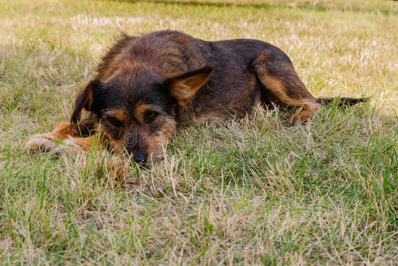 Perro Viejo Que Presenta Y Que Descansa Sobre La Hierba Imagen de ...