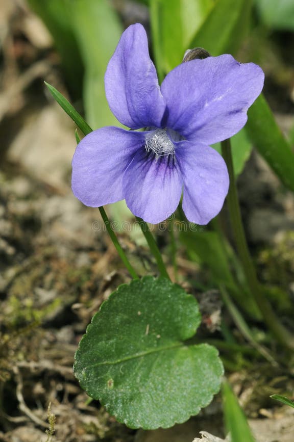 Perro-violeta común foto de archivo. Imagen de hoja, perro - 31741966