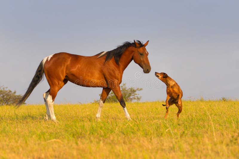 Perro y caballo imagen de archivo. Imagen de nubes, corrida - 47203537