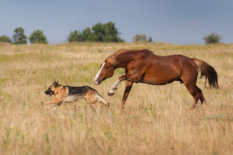 Perro Y Caballo Corren Juntos En La Nieve Foto de archivo - Imagen de ...