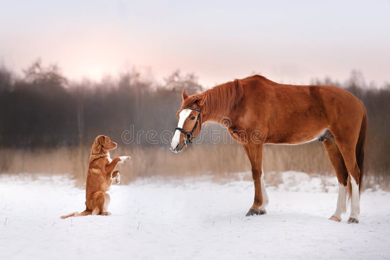 Caballo y perro imagen de archivo. Imagen de heeler, feliz - 29833