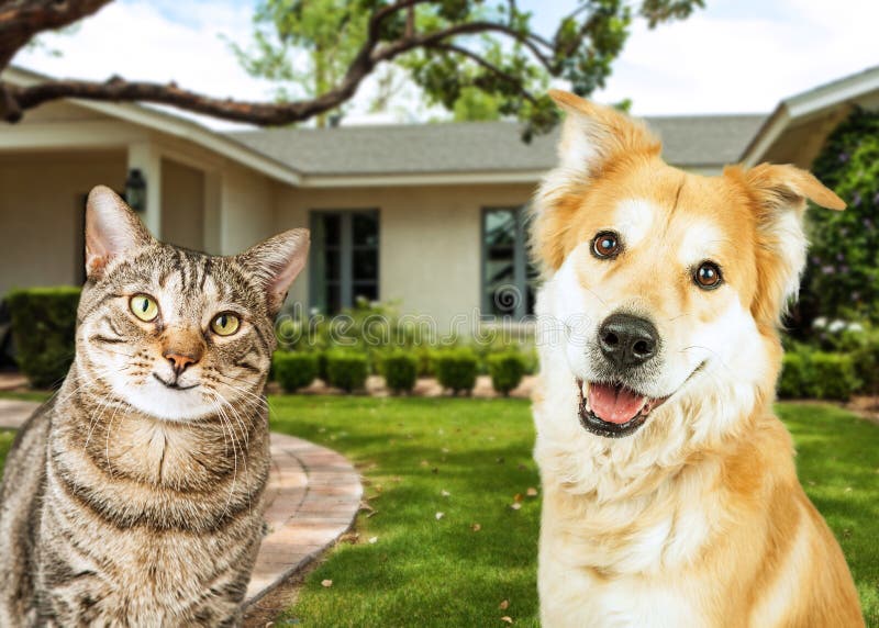 Perro Y Cat in Front of House Felices Imagen de archivo - Imagen de ...