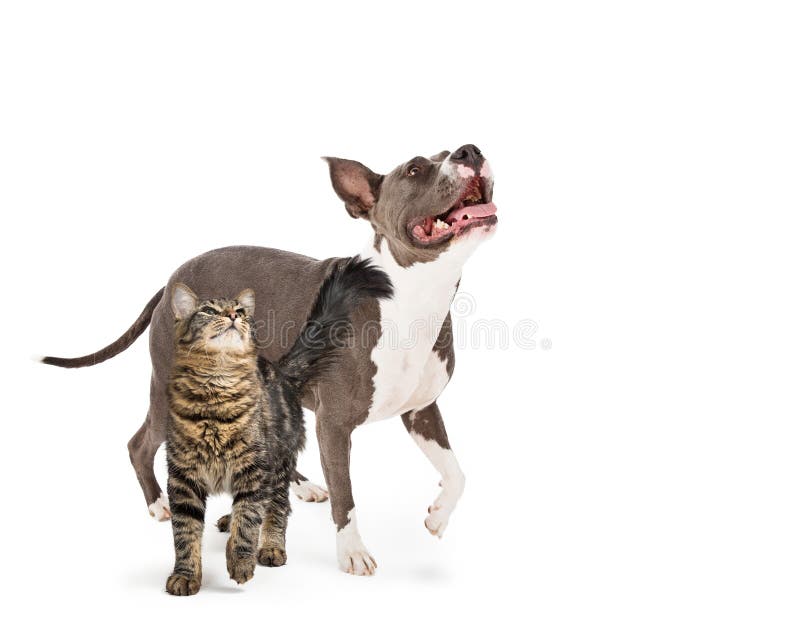 Perro Y Cat Lifting Paws Looking Up Emocionados Imagen de archivo ...