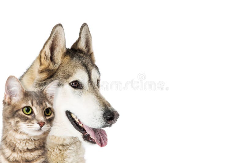 Perro Y Cat Looking into Copy Space Del Primer Foto de archivo - Imagen ...